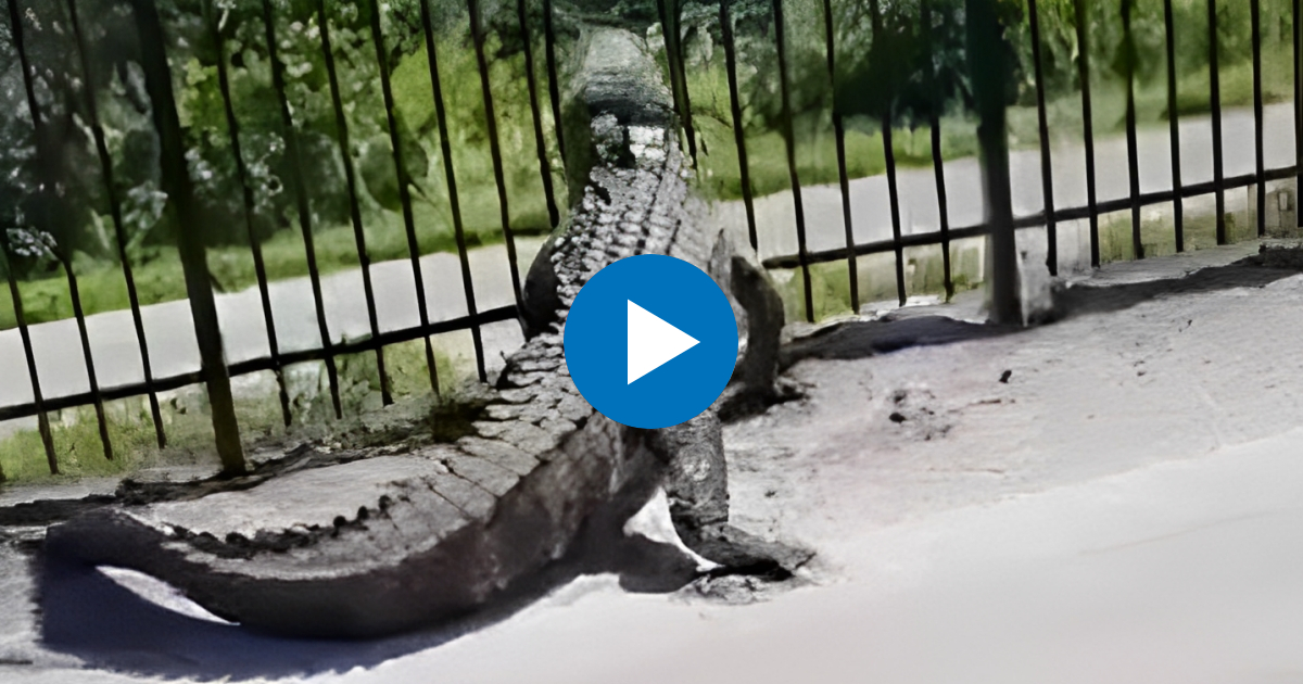 Cocodrilo rompe rejas para salir a una calle en poblado de Florida