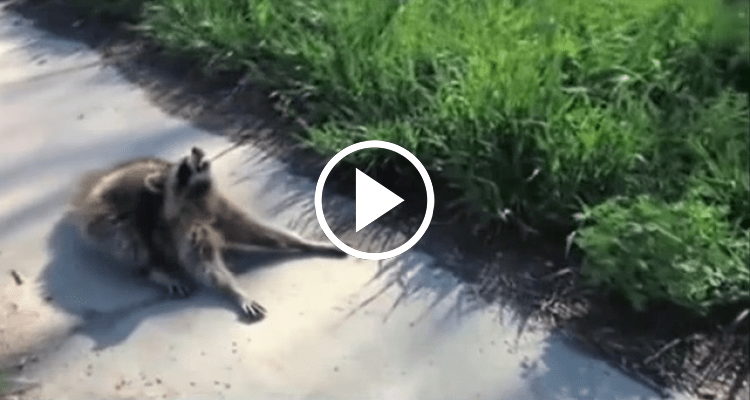 Miami: Alerta por mapaches con rabia en Kendall - CiberCuba