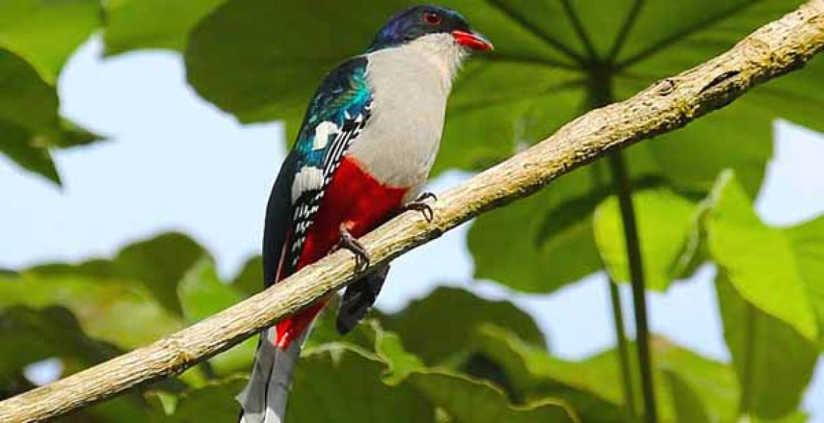 Tocororo - CiberCuba