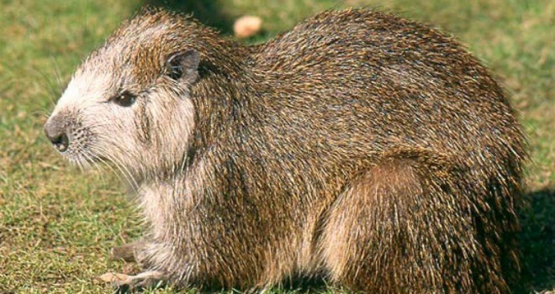 Jutía Conga - CiberCuba