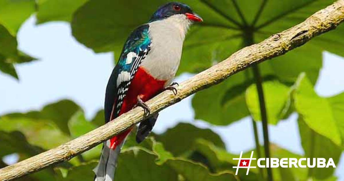 Tocororo - CiberCuba