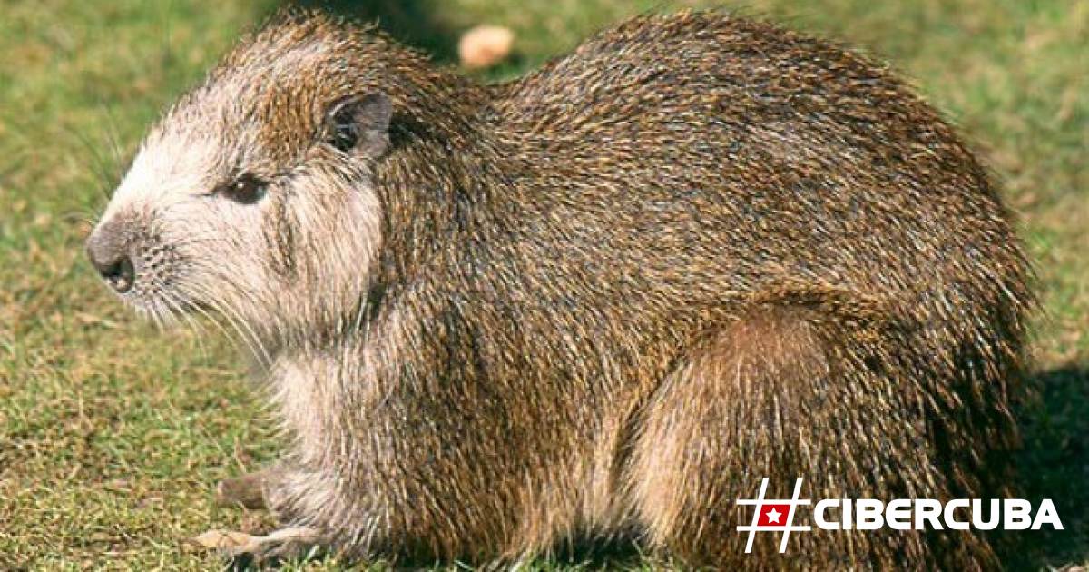 Jutía Conga - CiberCuba