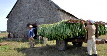 República Dominicana desbanca a Cuba como productora del mejor tabaco ...