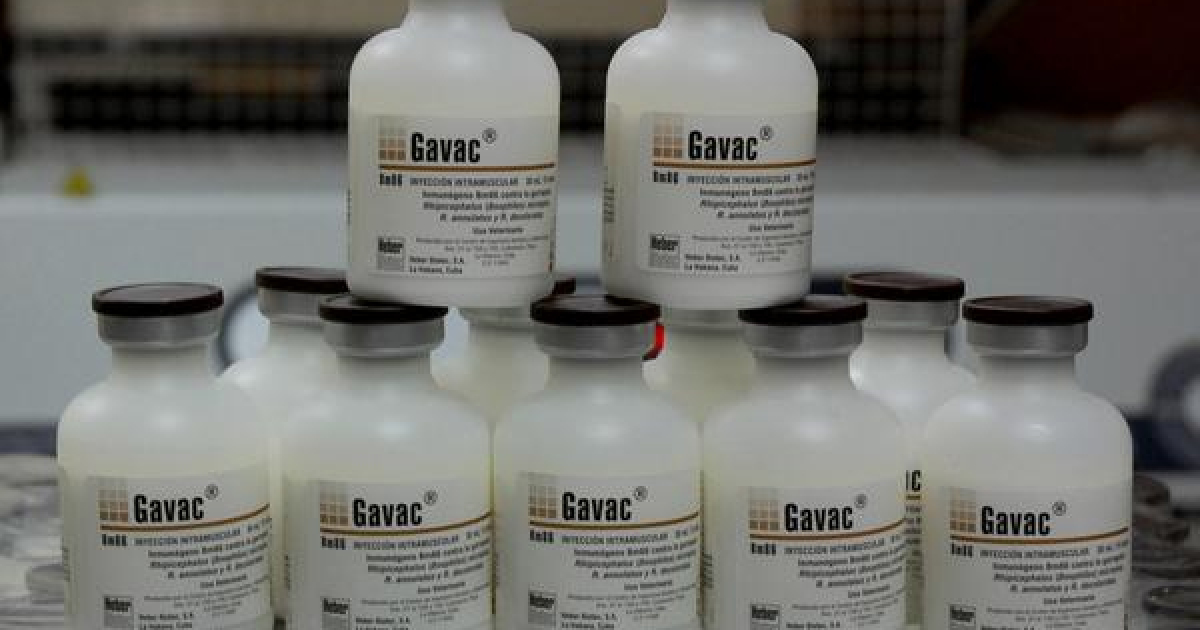 Aplicarán en Cuba vacuna contra la garrapata a más de un millón de reses