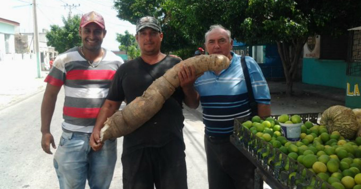 Cosechan una yuca gigante en la provincia Granma