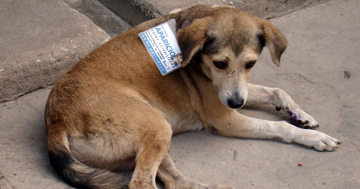 Margarita, la cubana que lleva 20 años cuidando a los perritos de la ...