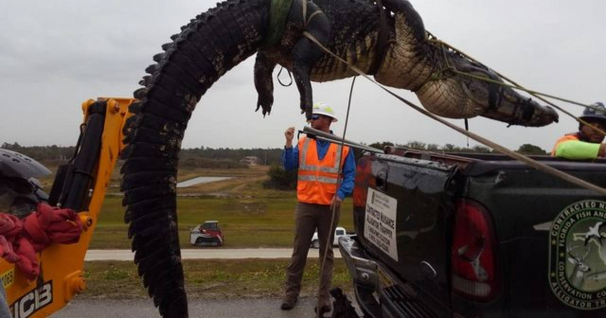 Capturan en Florida a enorme caimán de 500 libras que estaba ...
