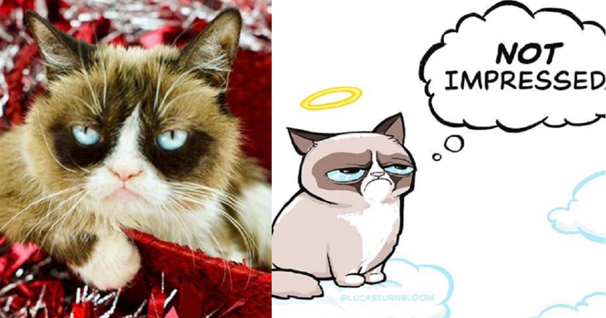 Muere Grumpy Cat, la famosa gata gruñona que inspiró miles de memes