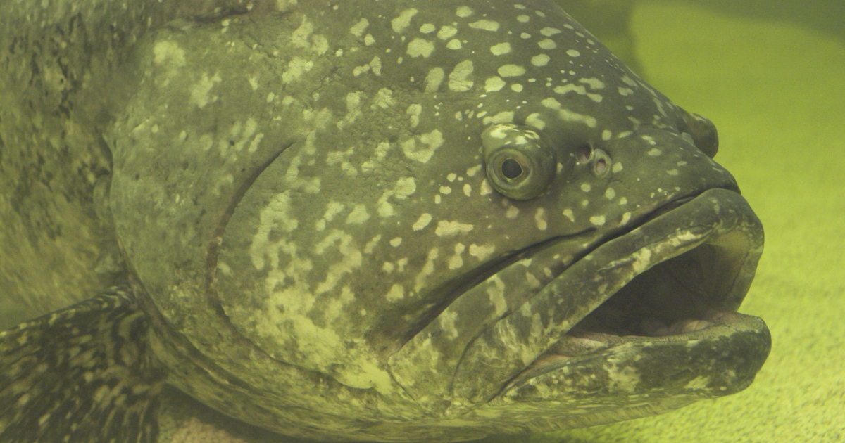 Cuba prohíbe la pesca y el consumo del gigante pez guasa