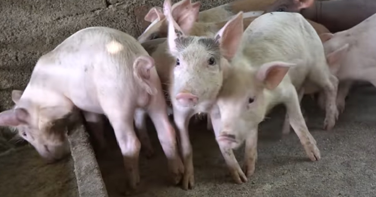 En medio de la escasez en Cuba, un brote de cólera porcina afecta a ...