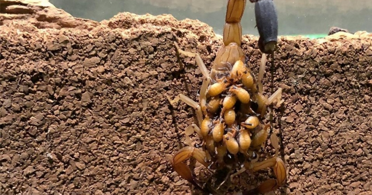 Una turista canadiense se lleva de Cuba un alacrán en su equipaje y el ...