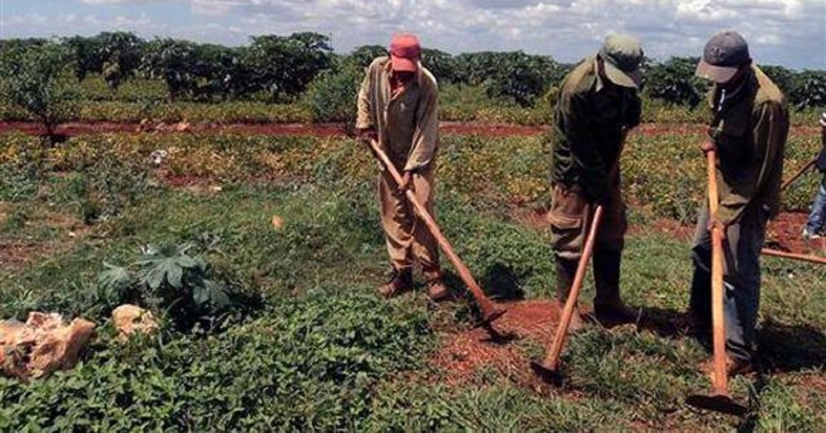 Campesinos cubanos envían carta a Naciones Unidas para intentar ...