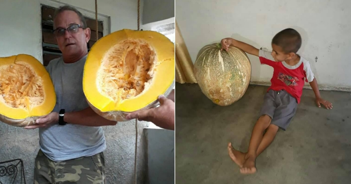 Cubanos cultivan una calabaza de 45 libras en Matanzas