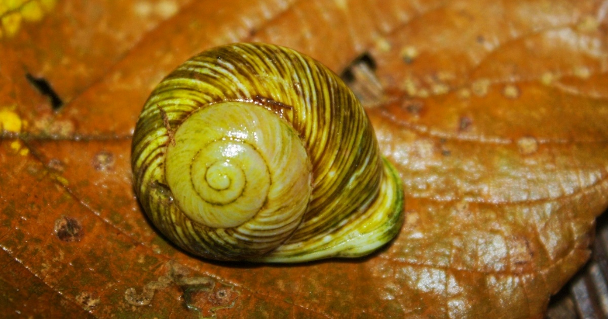 Nominada la Polymita cubana a "Molusco del año 2021"