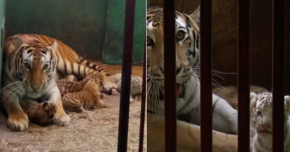 Nacen cuatro tigres de Bengala en el Zoológico Nacional de Cuba