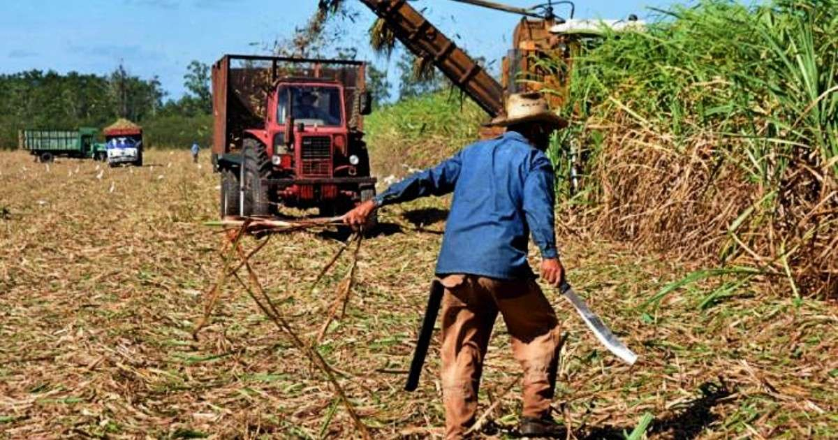 Cuba prepara una zafra "pequeña" ante debacle de la industria azucarera