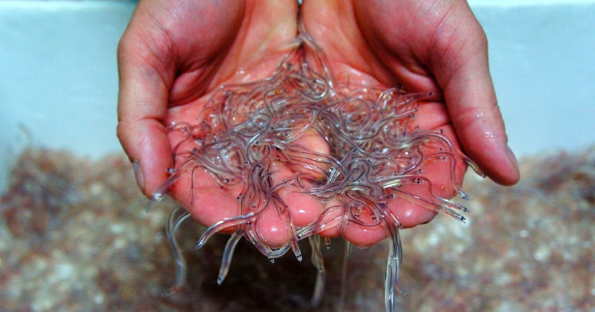 Prevén captura de 1.6 toneladas de angula para exportación en Baracoa