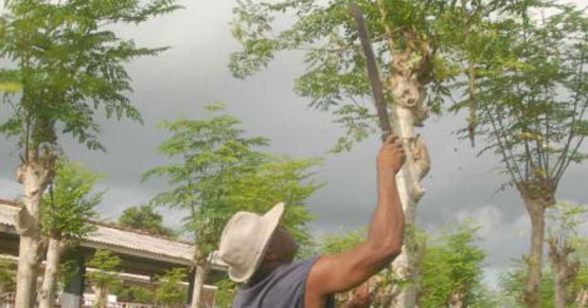 Elaborarán galletas con polvo de moringa en Cuba