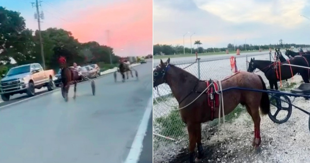 Insólito: Competencia de carretones de caballos en Miami