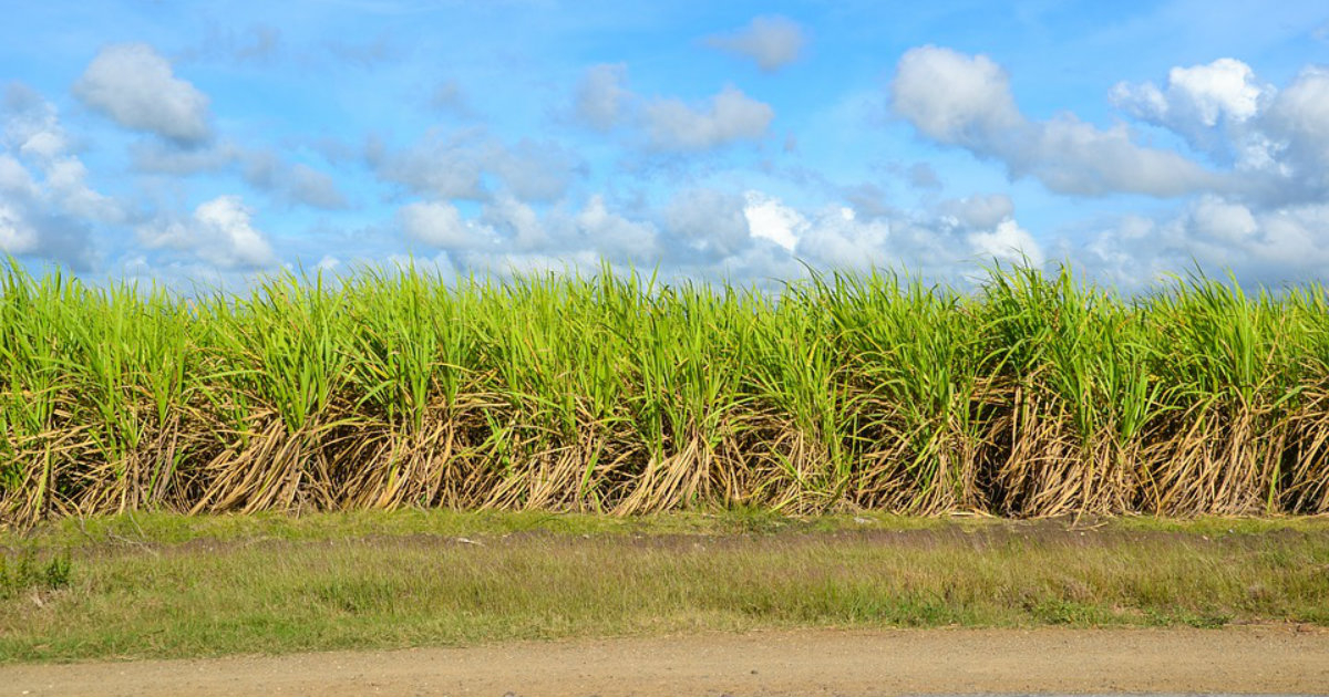 Cuba alcanza su primer millón de toneladas de azúcar en 15 años