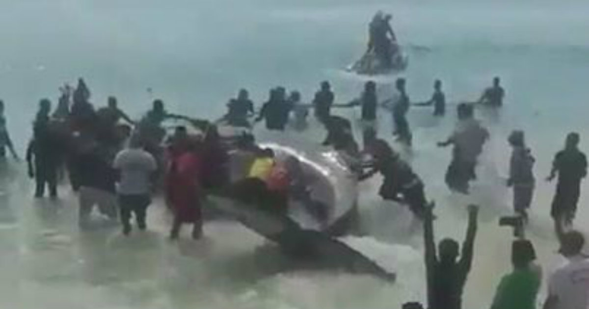 Así fue el rescate de una ballena en Brasil tras 20 horas de esfuerzos
