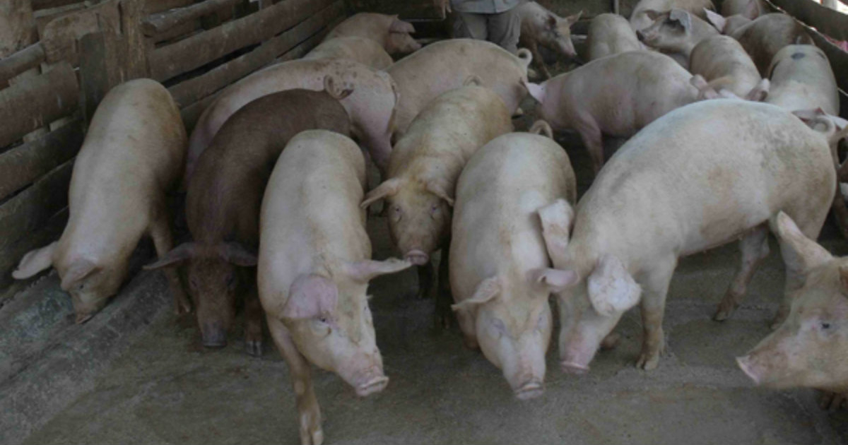 Vacuna cubana contra cólera porcino entra en nueva fase de ensayo clínico