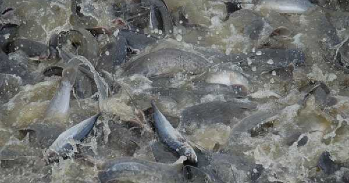 Realizan en Cuba Taller Nacional de Cultivo de Claria