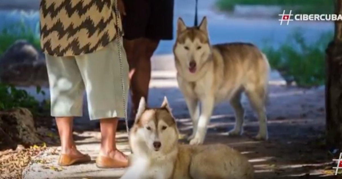 La moda de los perros de lujo llega a la clase media alta de Cuba