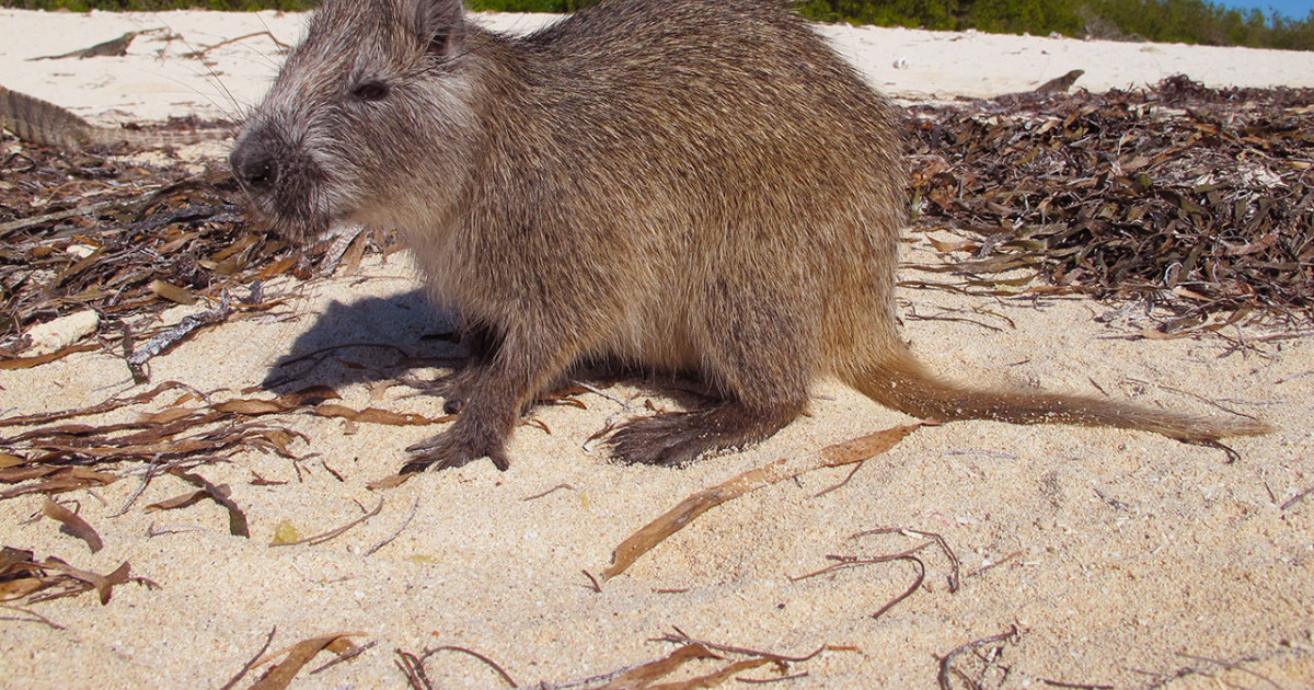 La Jutía, un mamífero de los campos cubanos
