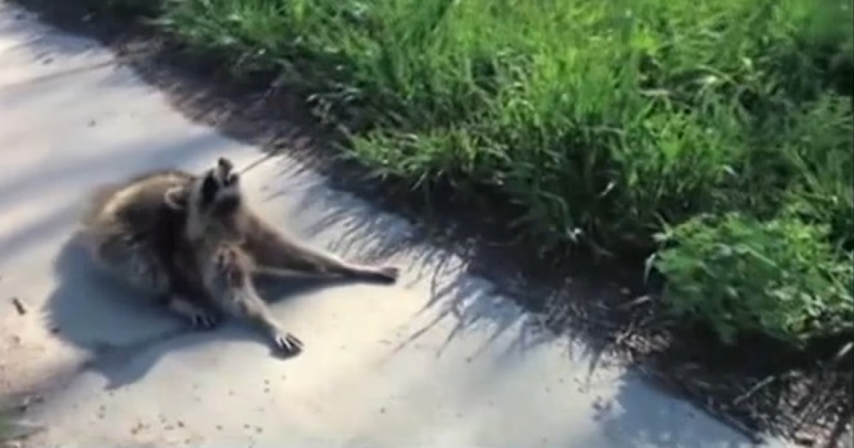 Miami: Alerta por mapaches con rabia en Kendall