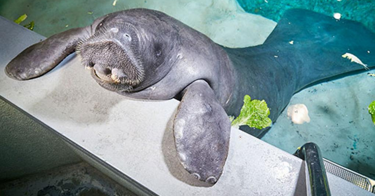 Snooty, el manatí más viejo del mundo, cumplió años este sábado en La ...