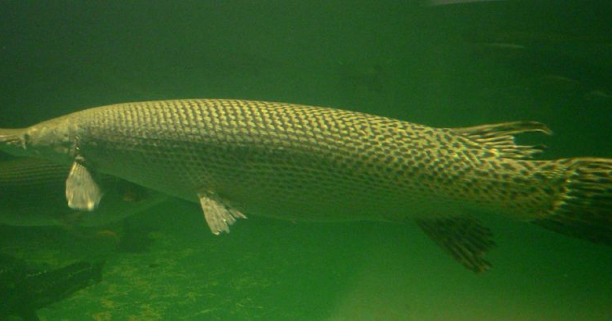El Manjuarí, fósil que sobrevive en Cuba.