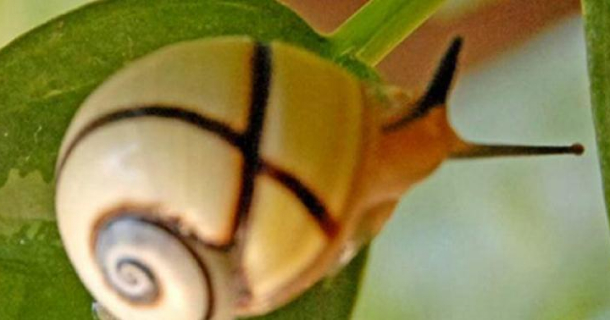 Amenazadas de extinción 36 especies de la fauna cubana