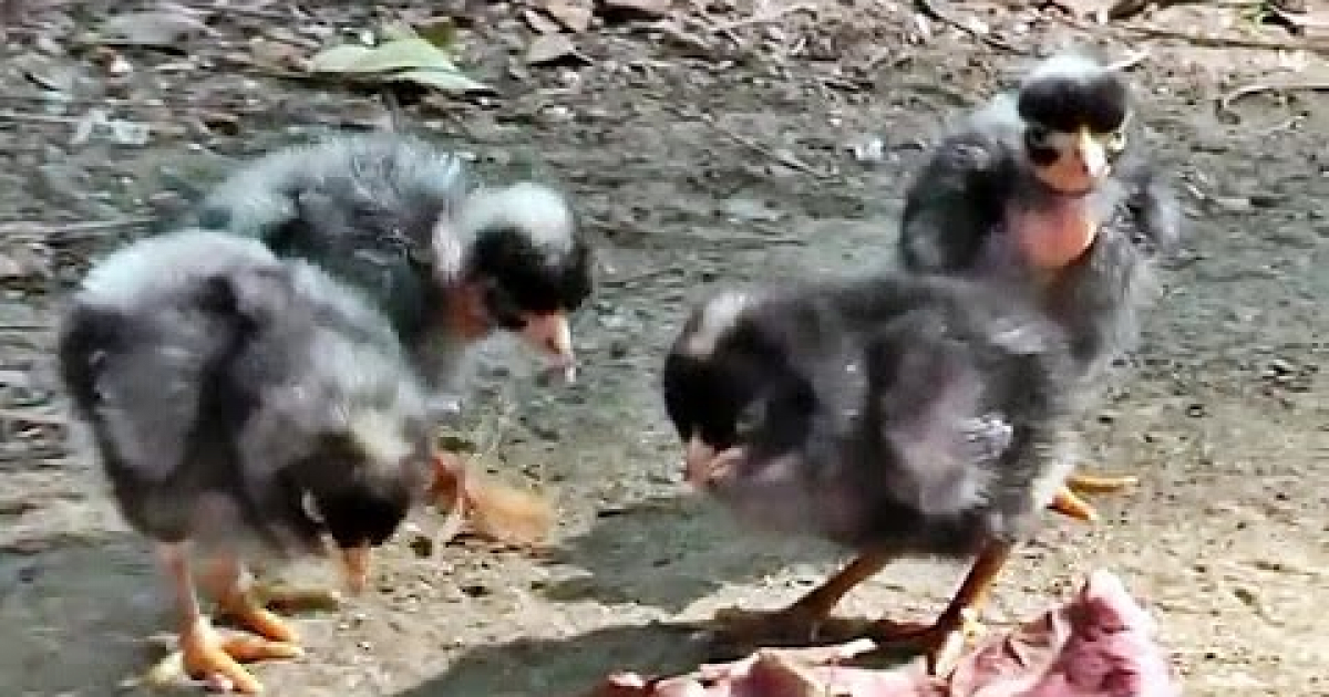 ¿Adivias lo que comen los pollos en Cuba?