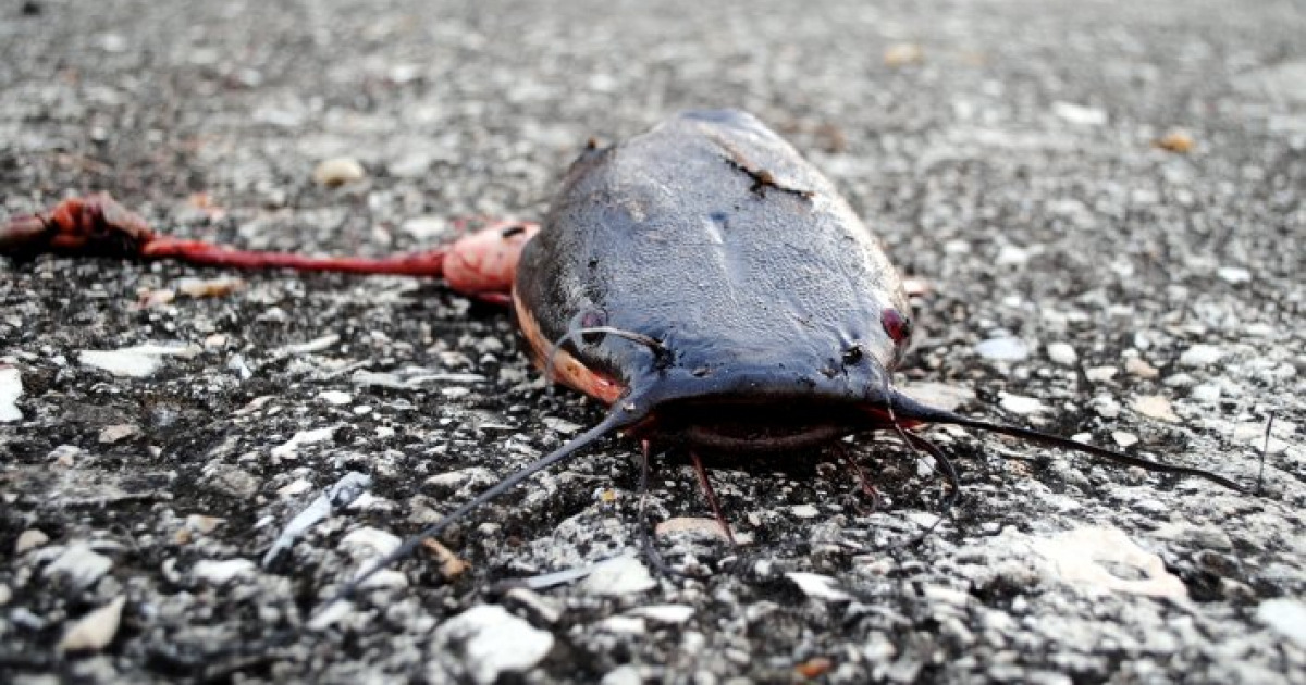 Claria y capitalismo - CiberCuba