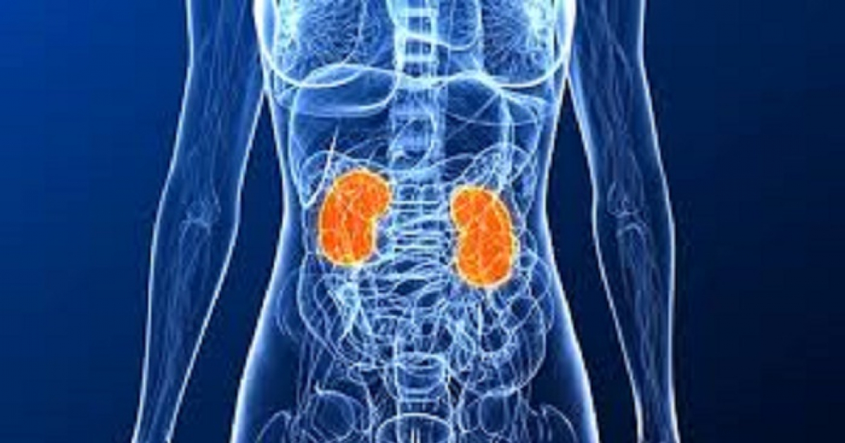 Es importante conocer cómo funcionan los riñones